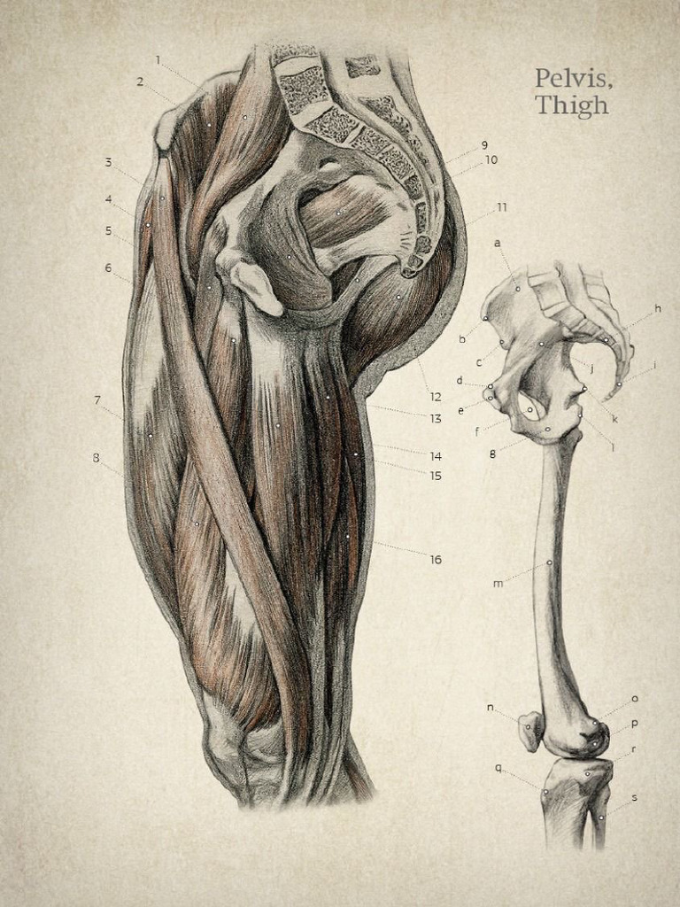 Thigh Compartment Anatomy Overview | PDF | Knee | Human Leg