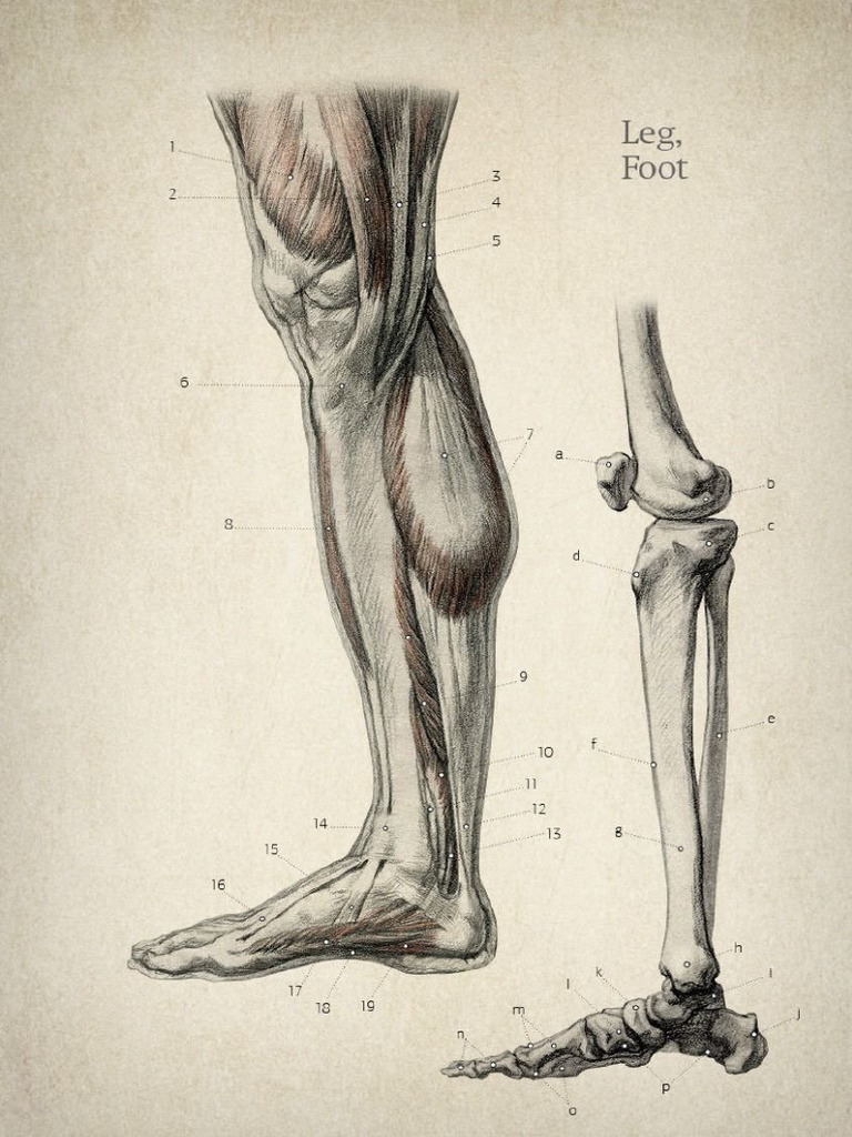 Anatomy of Leg Muscle Compartments | PDF | Foot | Human Leg