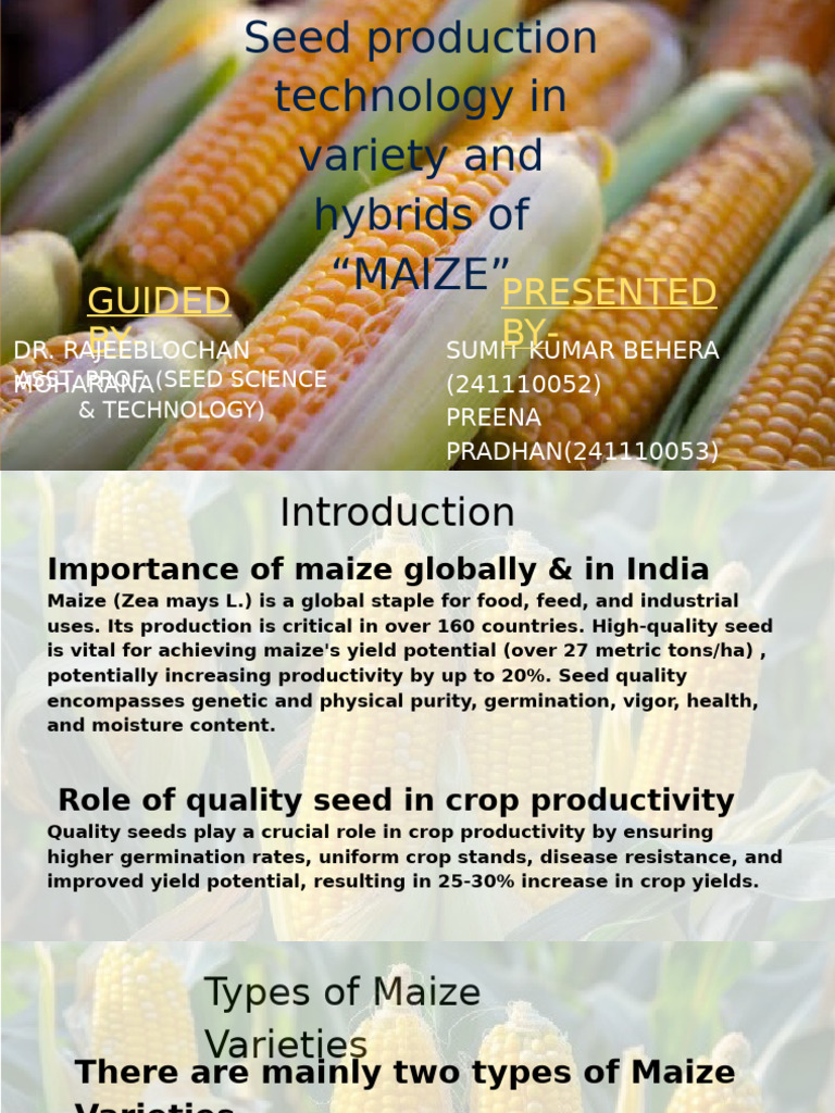 Seed Production - 20250702 - 011900 - 0000 PDF | PDF | Sowing | Maize