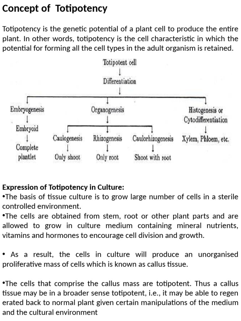 Understanding Totipotency in Plant Culture | PDF | Cell Potency ...