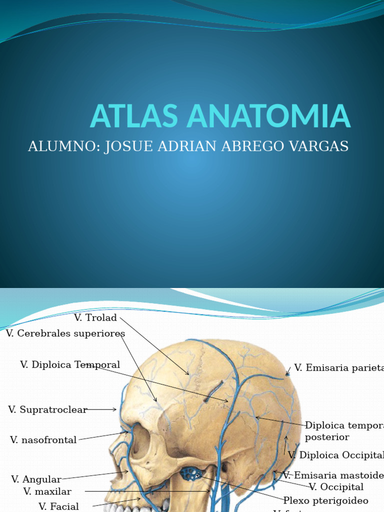 Atlas Anatomia 1 | PDF | Anatomía de los primates | Sistema nervioso