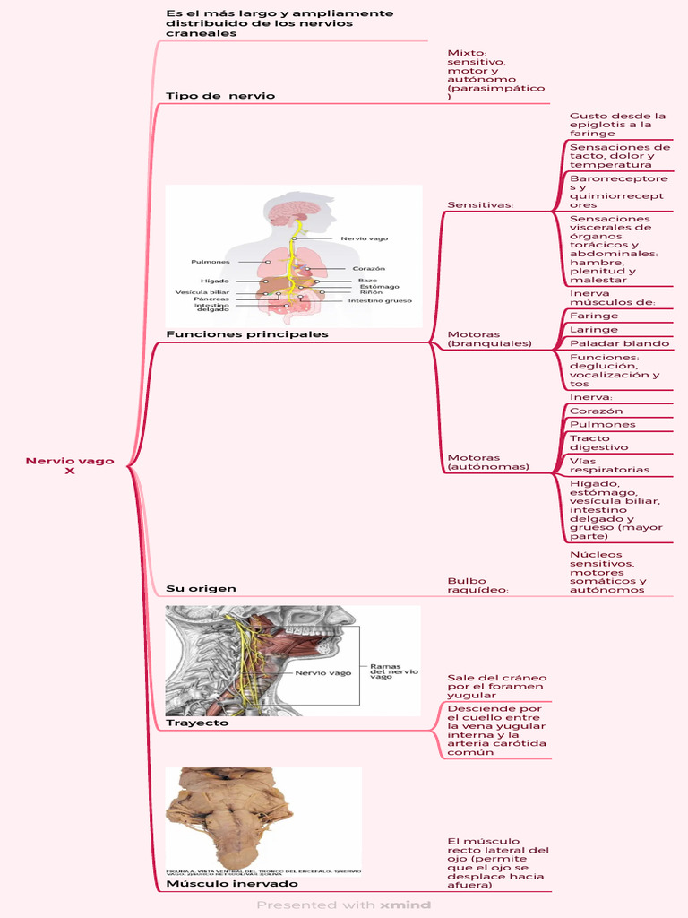Funciones del nervio vago X | PDF | Nervio vago | Anatomía humana