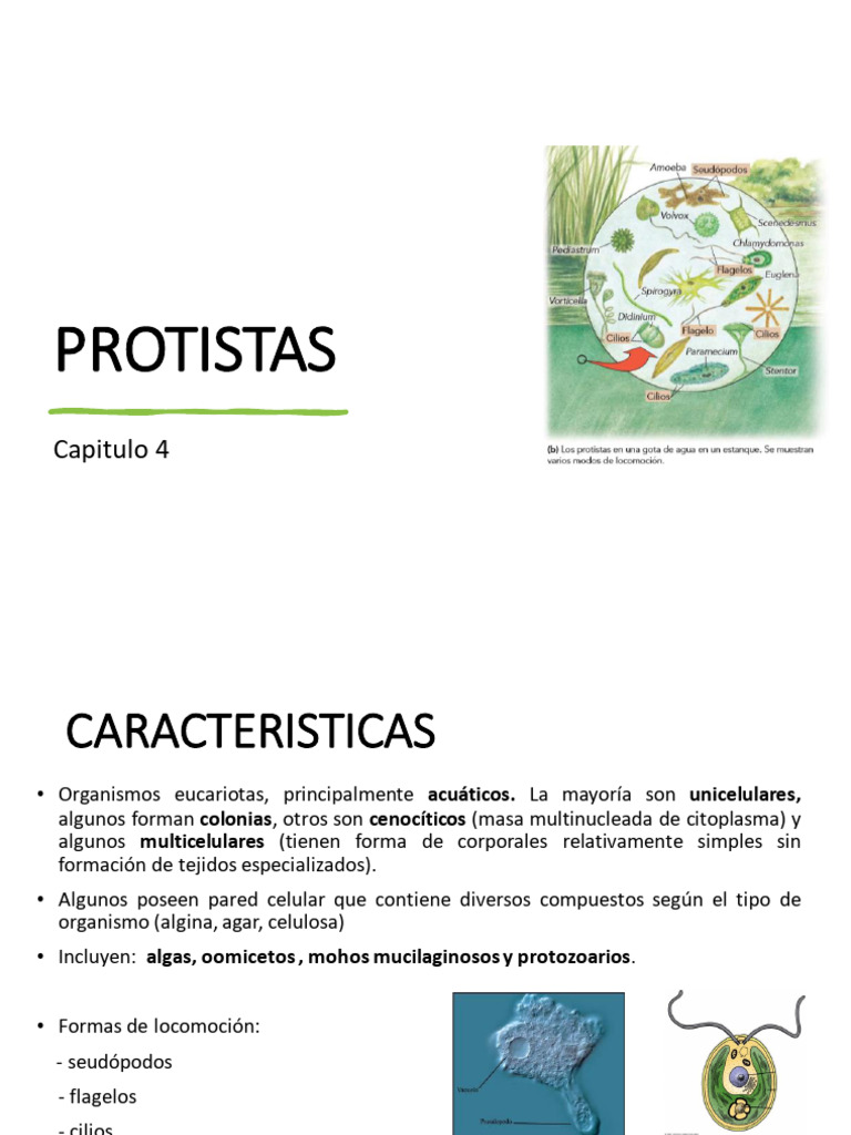 Cap4. Protistas | PDF | Eucariotas | Protozoos