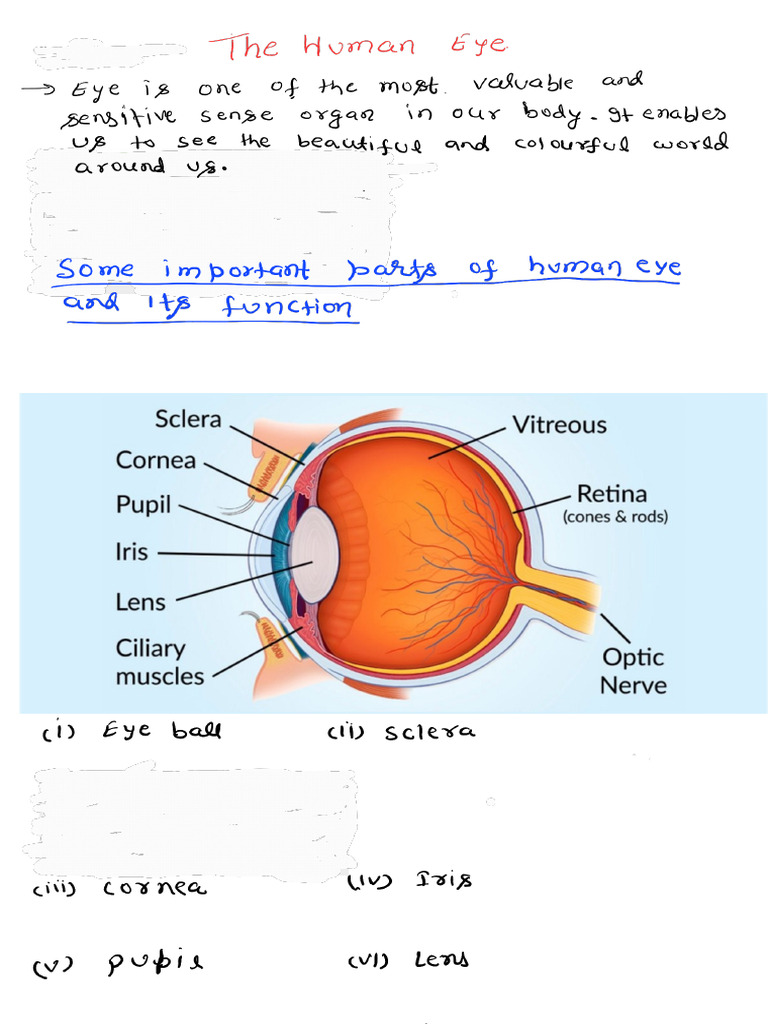 1) Human Eye and - 250613 - 121334 | PDF