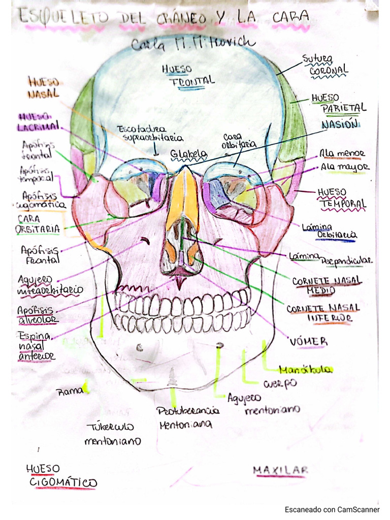 Neurocráneo. Carla M Mitrovich | PDF