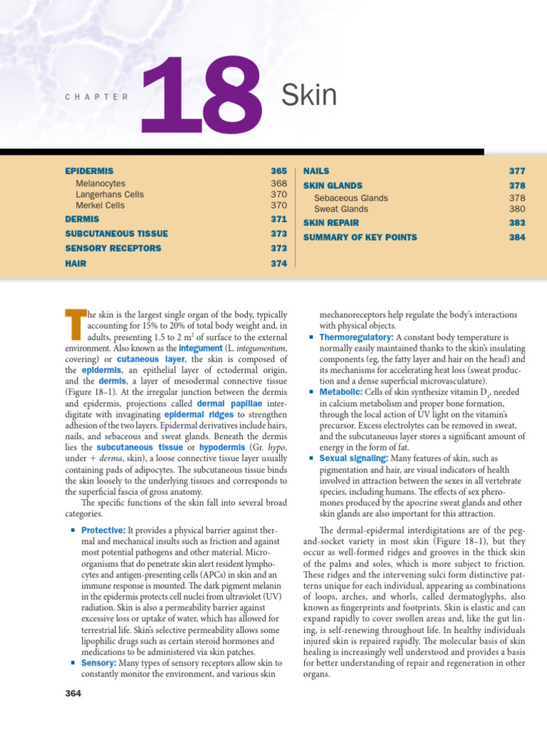 SKin Comp | PDF | Epidermis | Skin