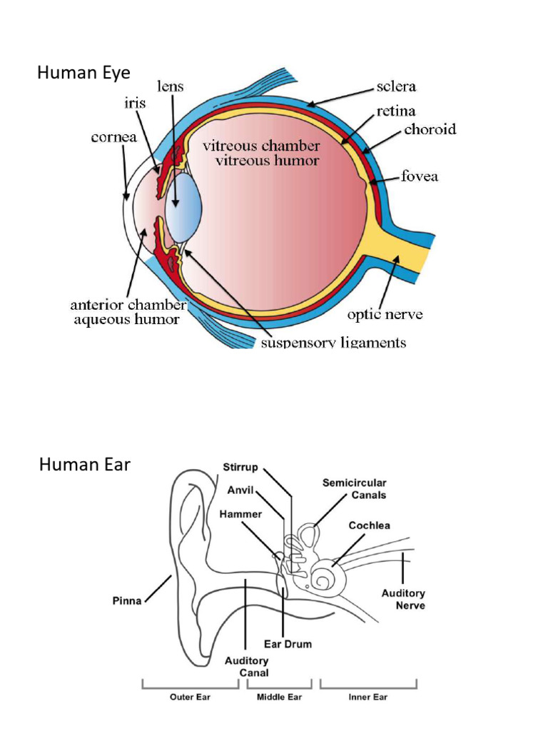 Human Ear | PDF