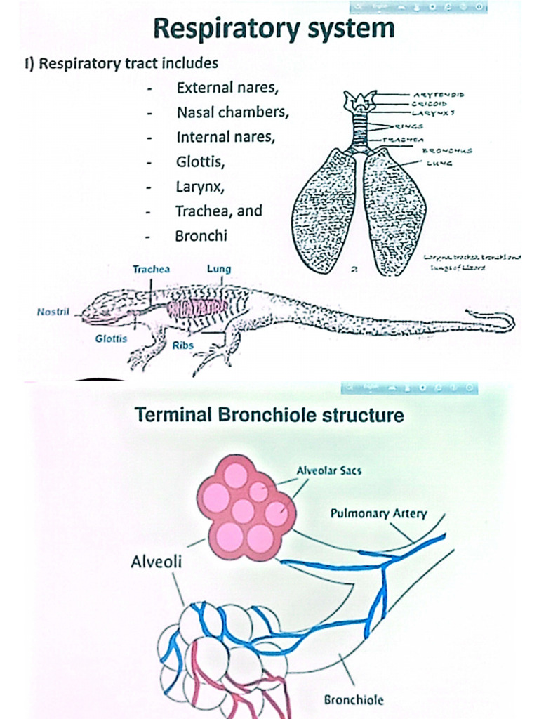 Circulation and Respiration of Reptiles | PDF