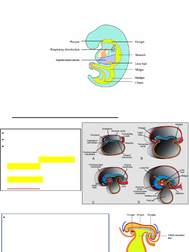 Digestive System Embryonic Development | PDF | Pancreas | Liver