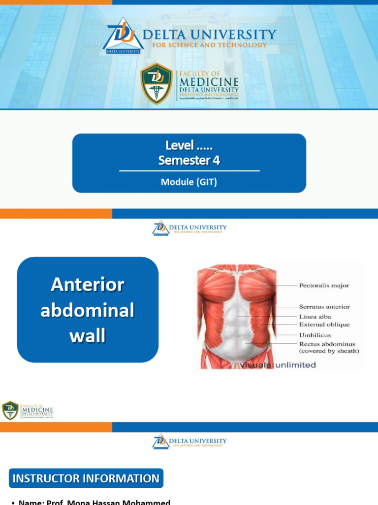 Anatomy of the Anterior Abdominal Wall | PDF | Abdomen | Human Leg