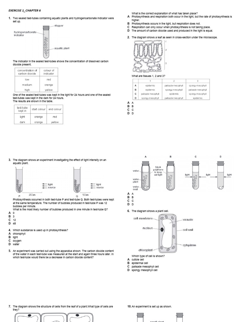 Igcse Bio EXERCISE Plant and Nutrition (-MS) | PDF | Leaf | Photosynthesis