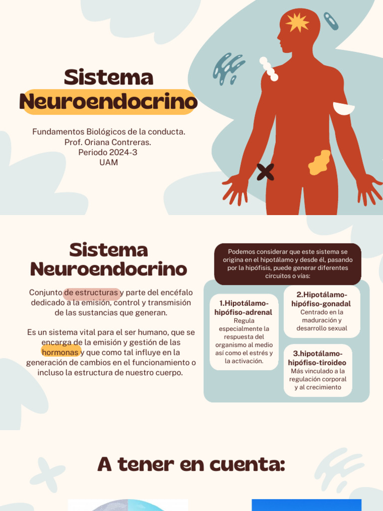 Neuroendocrino 2024-3 | PDF | Sistema endocrino | Neuroendocrinología