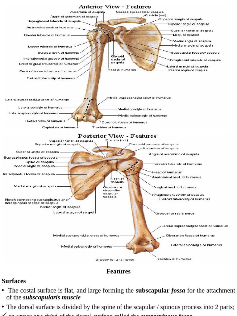 Scapula and Humerus Osteology | PDF | Elbow | Human Anatomy