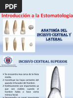 Premolares Inferiores | PDF | Boca | Anatomia dental