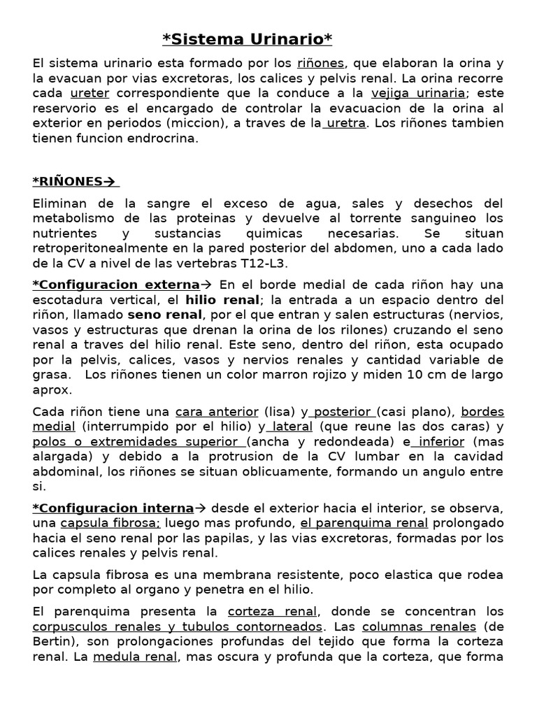 Resumen Urinario | PDF | Riñón | Abdomen