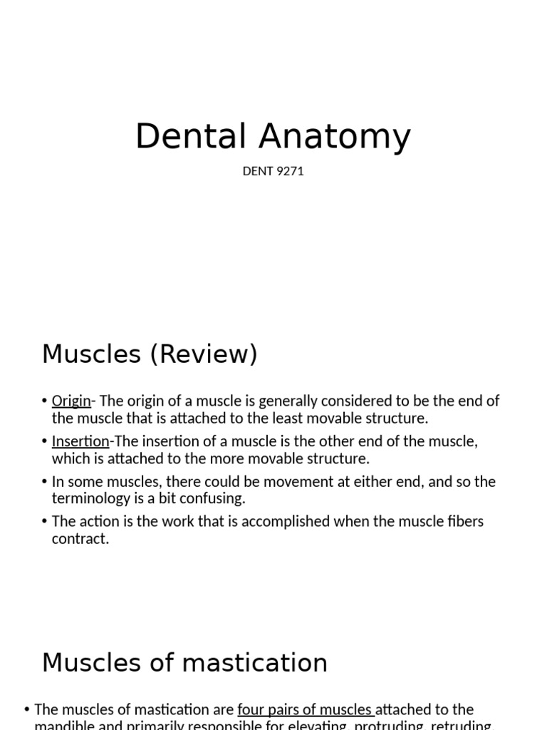 Dental Anatomy Muscles of Mastication | PDF | Neck | Human Anatomy