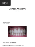 Dental Anatomy: Teeth Nomenclature & Numbering | PDF | Dental Anatomy ...