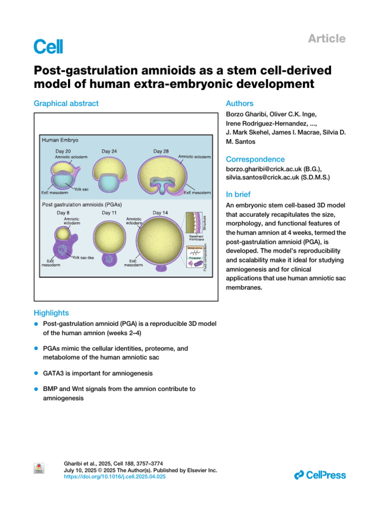 Post Gastrulation Amnioids As A Stem Cell Derived | PDF | Embryo ...