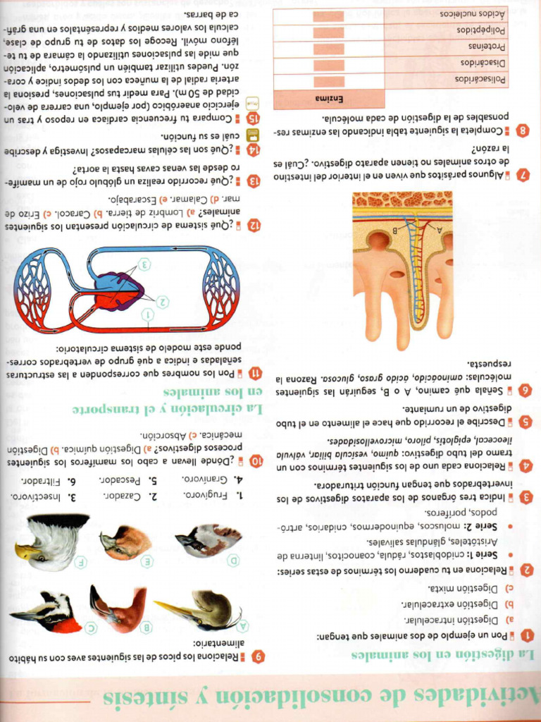 Bio 1 Bach Nutri | PDF