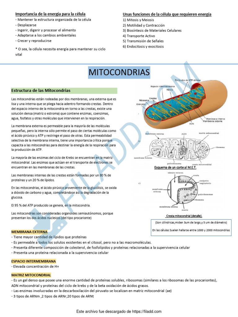 Resumen de Bio Celular 2do Parcial Uba Xxi 1 | PDF | Trifosfato de adenosina | Enzima