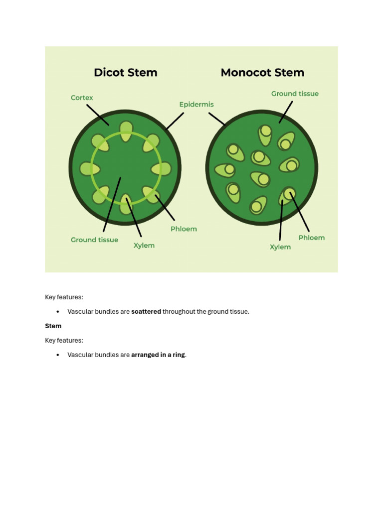 Stem Dcot Monocot | PDF