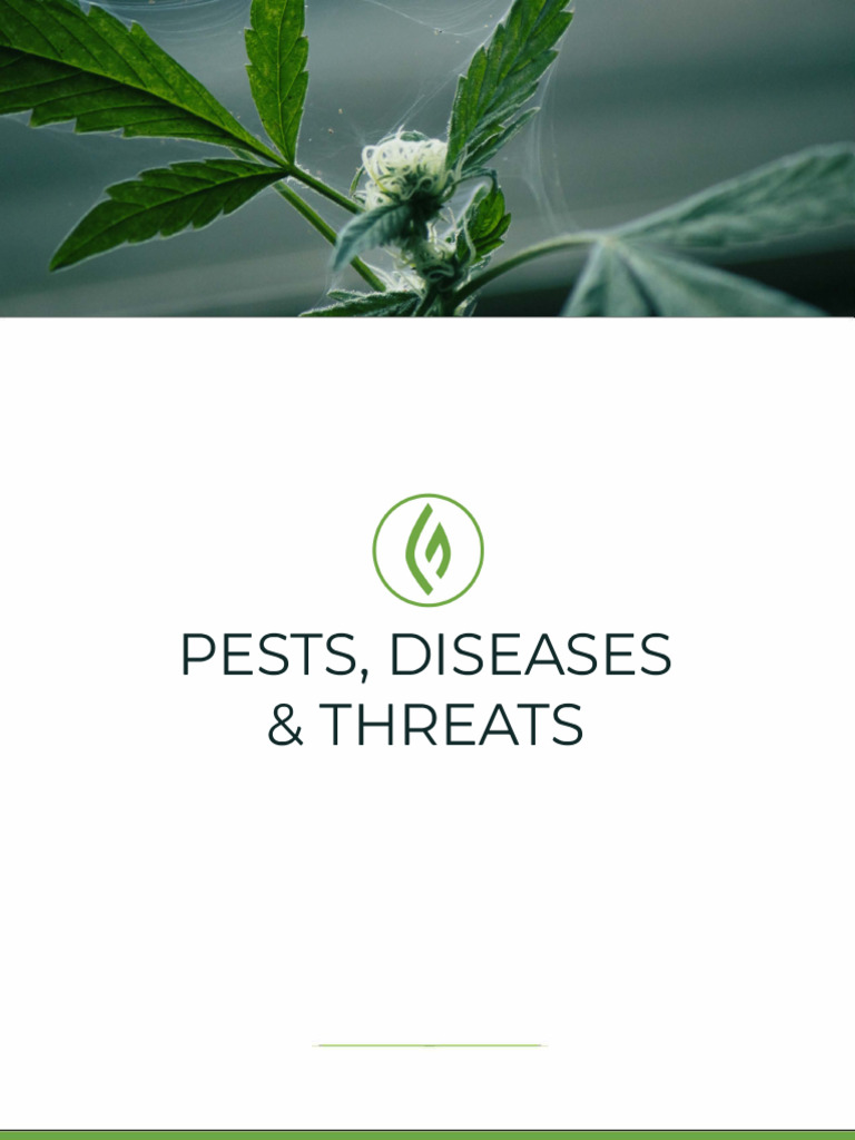 Cannabis Pests, Diseases and Threats | PDF | Pest (Organism) | Insects