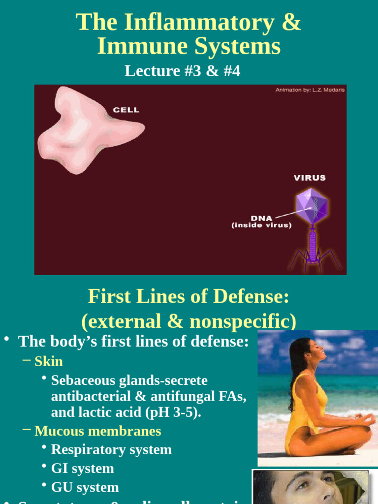 Inflammation & Immune System Lecture | PDF | Immune System | Antibody