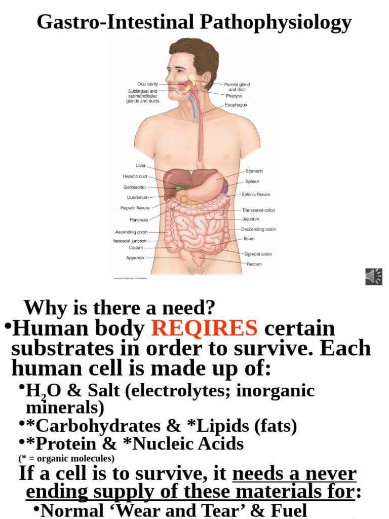 Digestive System Pathophysiology | PDF | Stomach | Digestion