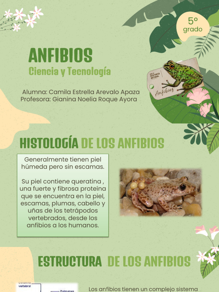 ANFIBIOS | PDF