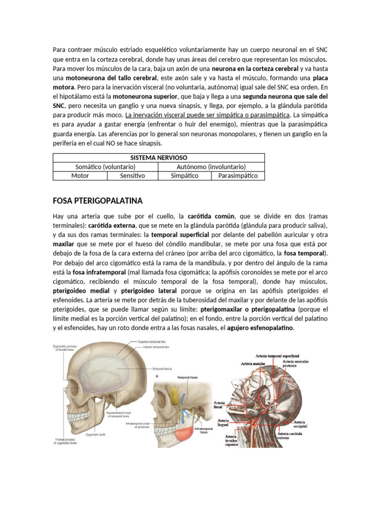 Fosa Pterigopalatina | PDF | Neurona motora | Sistema nervioso
