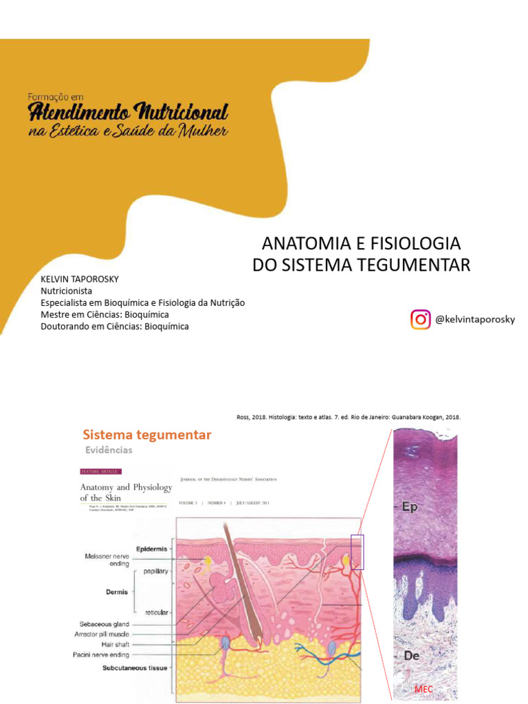 Anatomia e Fisiologia Do Sistema Tegumentar | PDF | Pele | Tecido ...