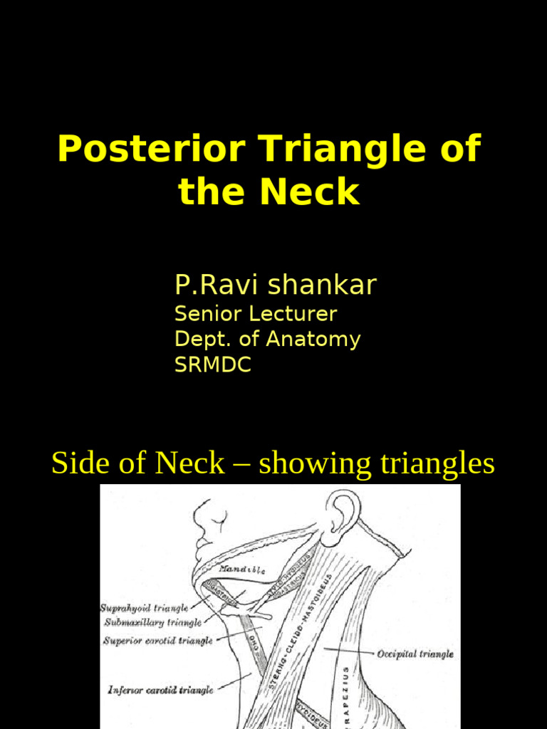 Posterior Triangle of The Neck | PDF | Neck | Primate Anatomy