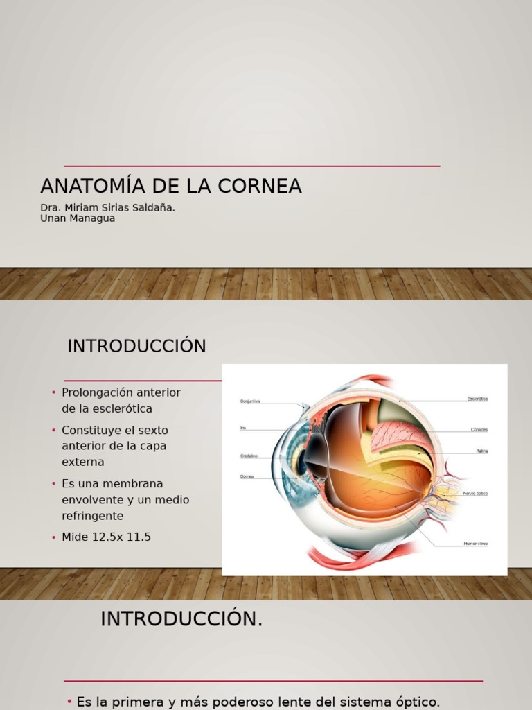 Anatomía de La Cornea | PDF | Córnea | Epitelio
