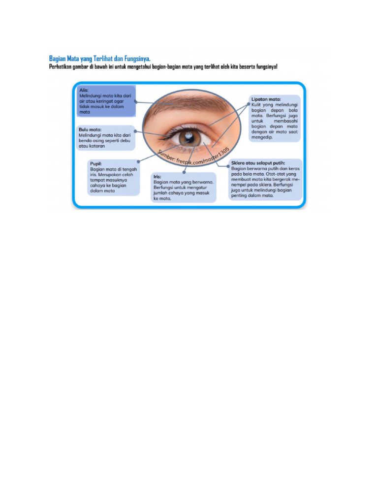 Bagian Mata Luar Dan Fungsinya | PDF
