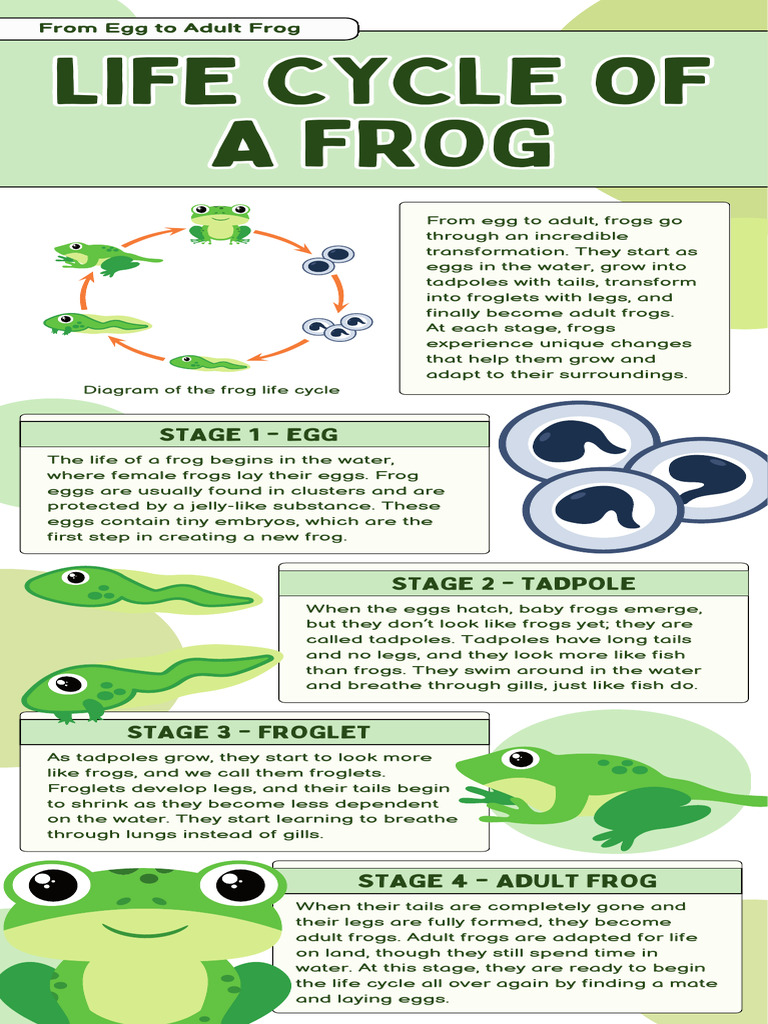 Life Cycle of A Frog Infographic in Green and White Illustrative Style ...