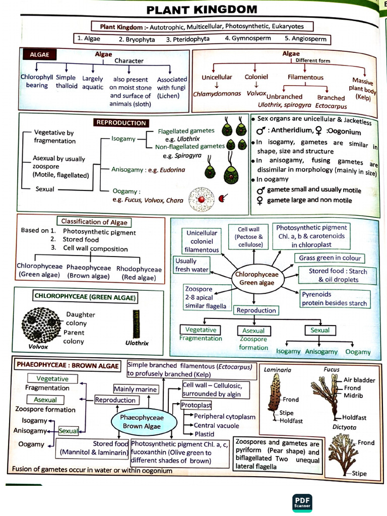 Kingdom Plantae | PDF