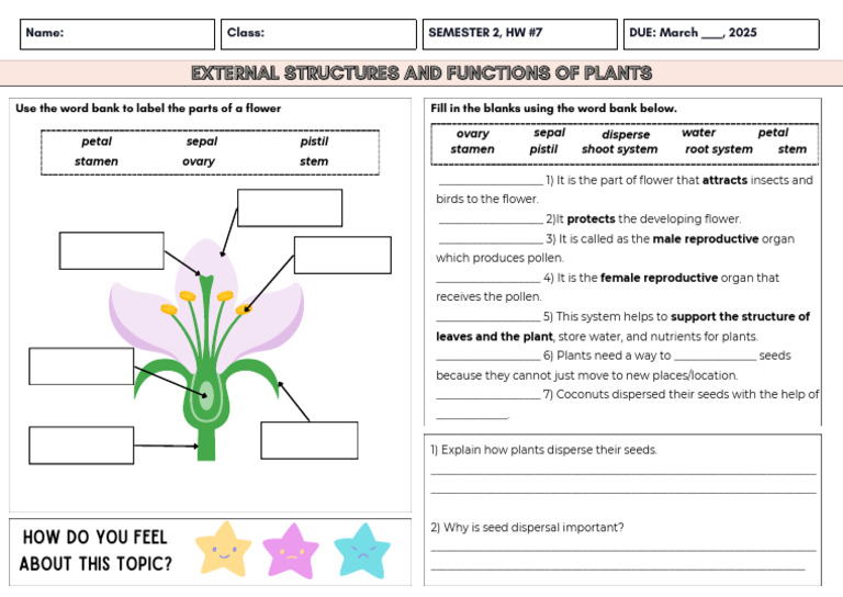 HW #7 External Structures and Functions of Plants | PDF | Flowers | Petal