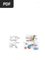 Lobar Function Tests Overview | PDF | Parietal Lobe | Frontal Lobe