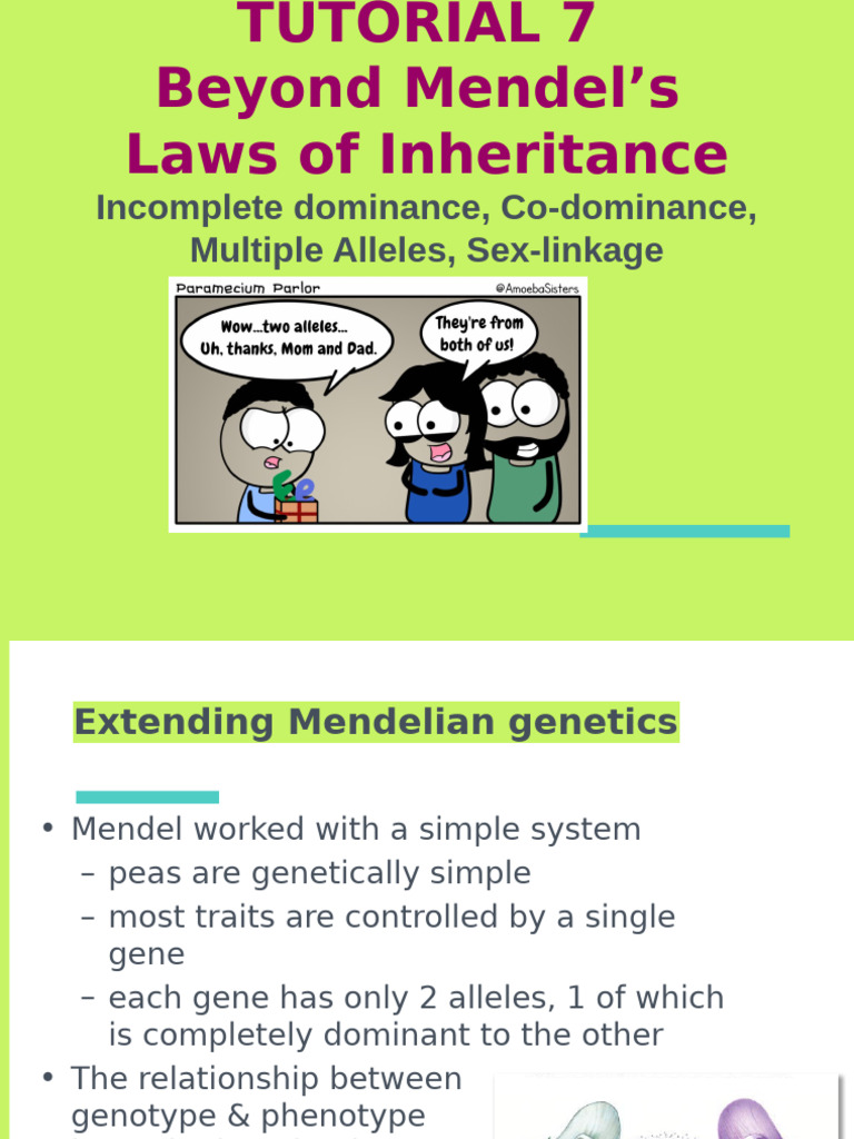 Tutorial 7a - Beyond Mendel - Inheritance 2 | PDF | Dominance (Genetics) | Allele