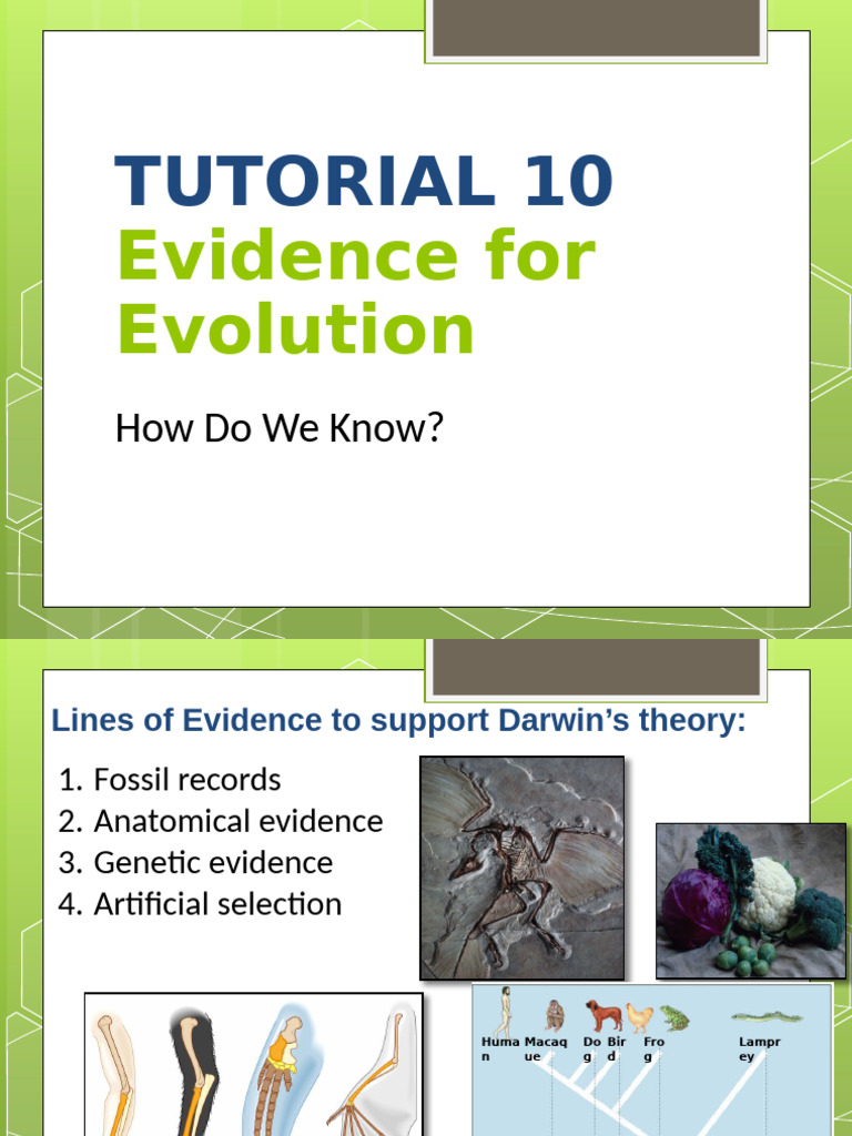 Tutorial 10 - Evidence For Evolution | PDF | Phylogenetic Tree | Evolution