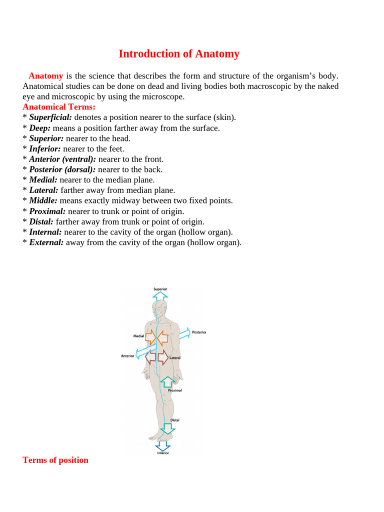 Introduction to Human Anatomy Basics | PDF | Anatomical Terms Of ...