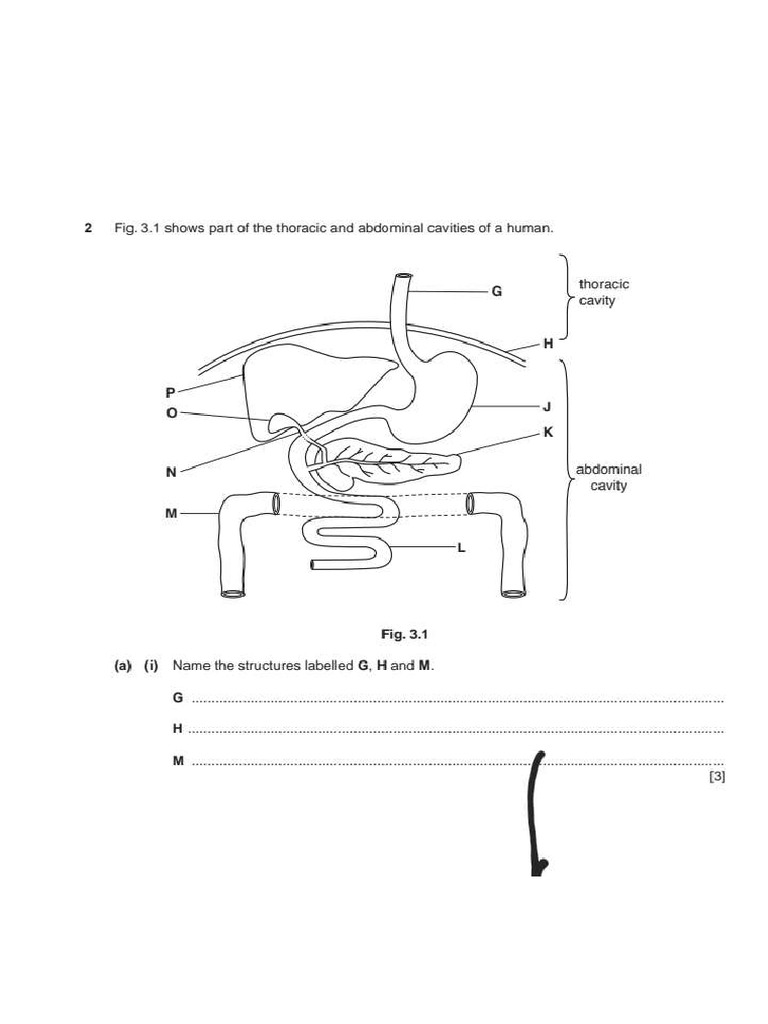 Human Nutrition 2 Workshet | PDF