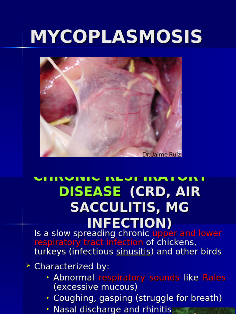 Chronic Respiratory Disease | PDF | Mucus | Diseases And Disorders