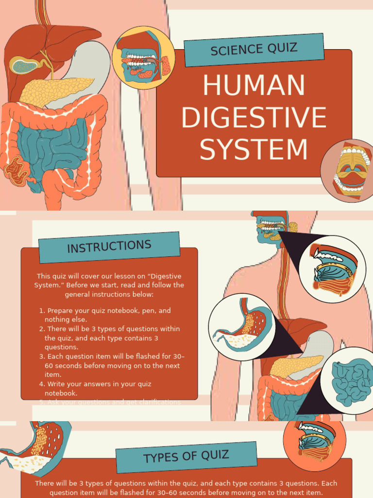 The Digestive System Quiz | PDF | Digestion | Gastrointestinal Tract