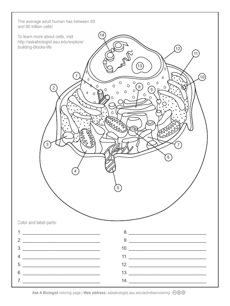 animal cell color | PDF