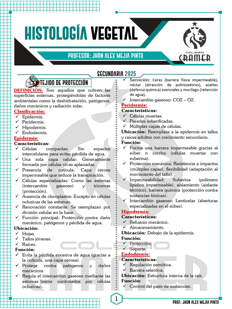 05 - Histología Vegetal II | PDF | Raíz | Tallo de la planta