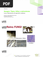 Piedraia Hortae | PDF | Hongo | Infección