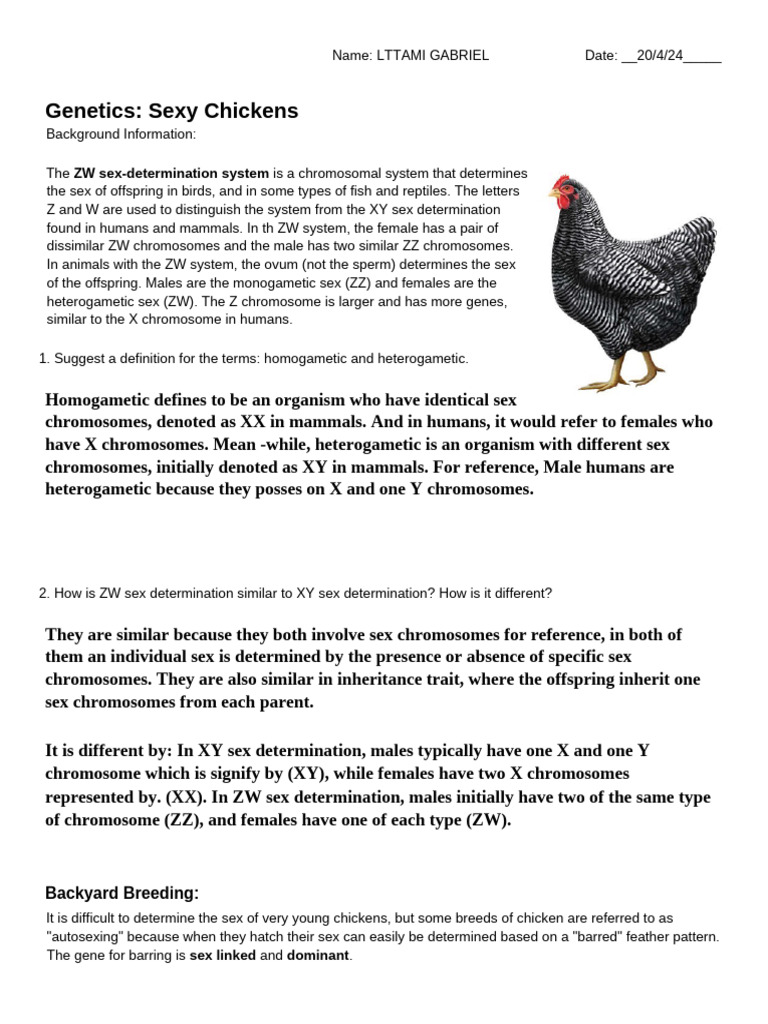 Genetics +sexy Chickens (1) .Docx LTTAMI | PDF | Sex | Biology