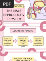 Male Reproductive System Worksheet Support | PDF