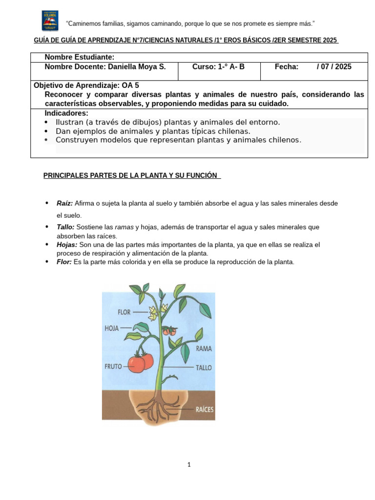 Guía de Aprendizaje: Plantas y Animales Chilenos | PDF | Plantas | Suelo